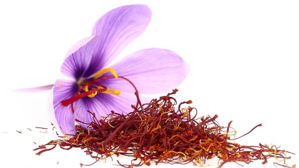How to Use Saffron?! - AgromedBotanic